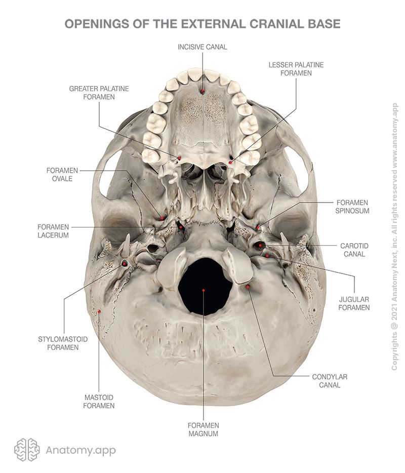 External cranial base | Anatomy.app