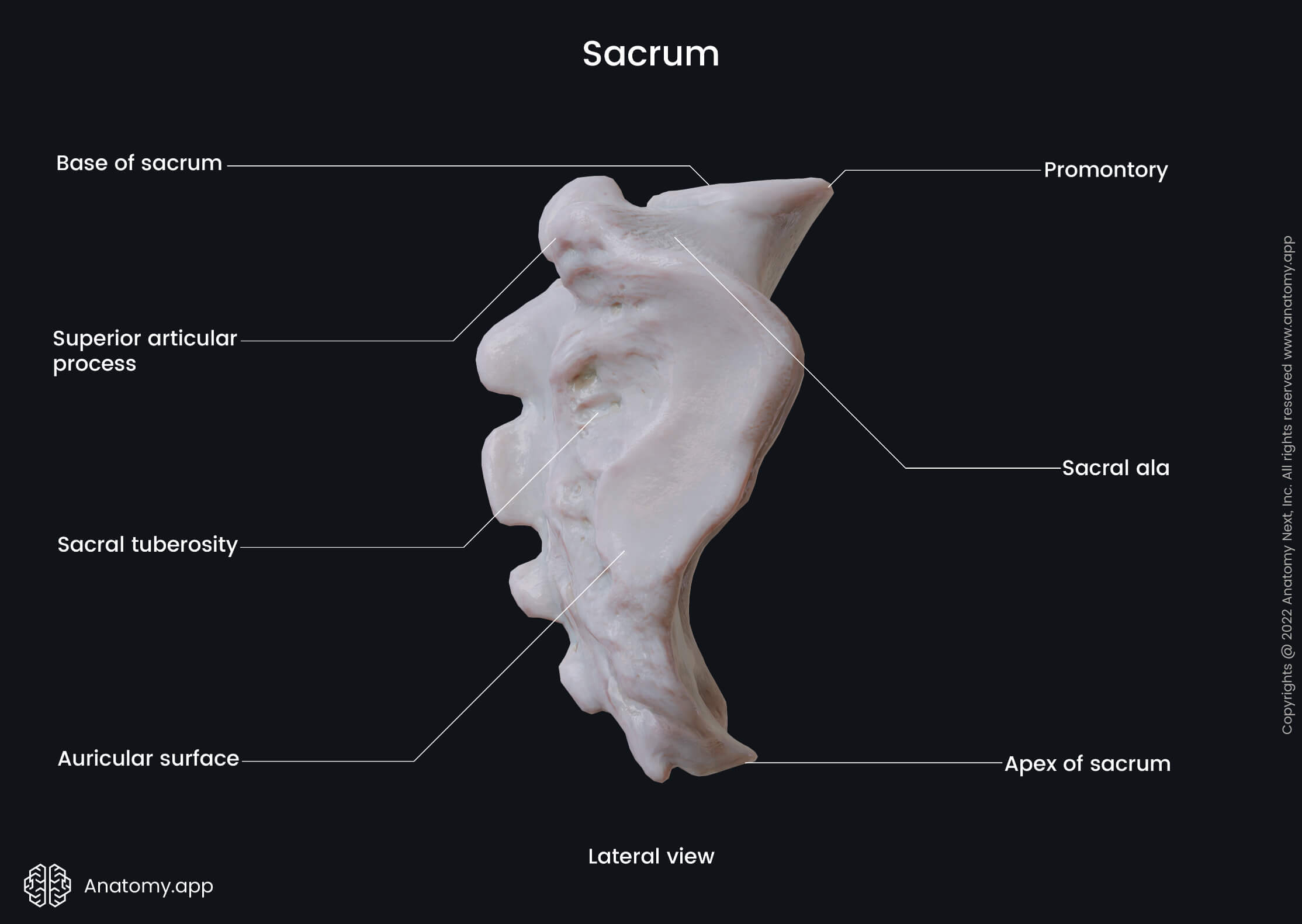 Sacrum | Encyclopedia | Anatomy.app | Learn anatomy | 3D models ...