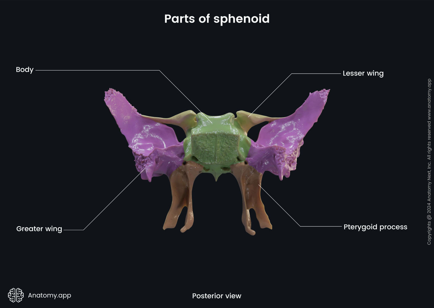 Sphenoid bone | Anatomy.app