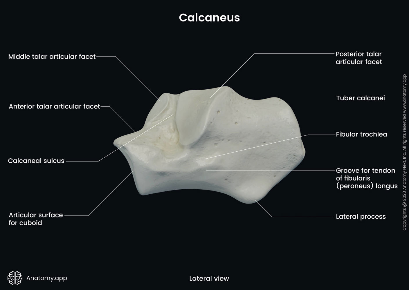 Calcaneus | Anatomy.app