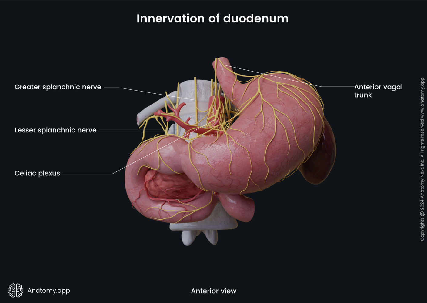 Duodenum | Anatomy.app