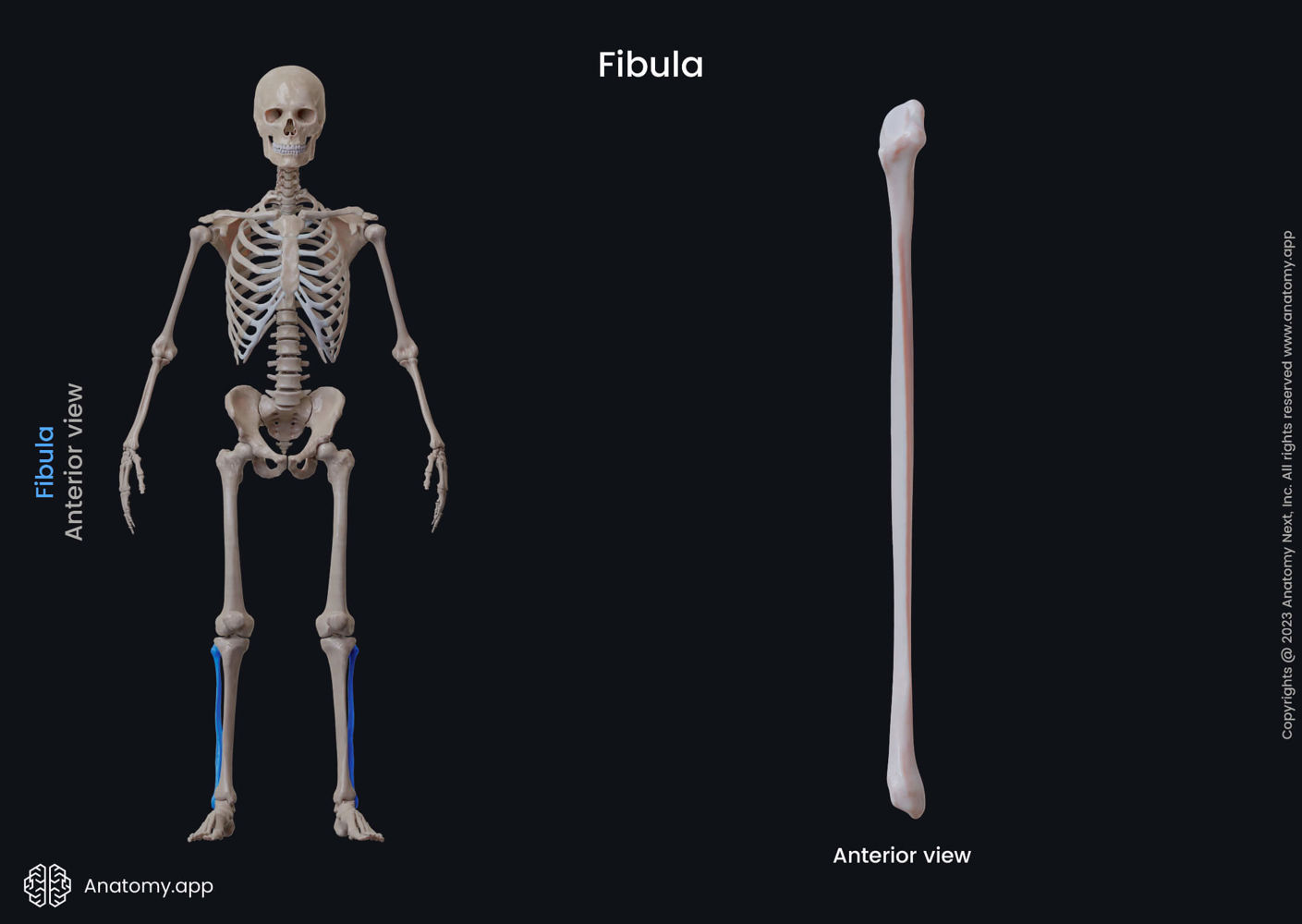 Fibula | Anatomy.app