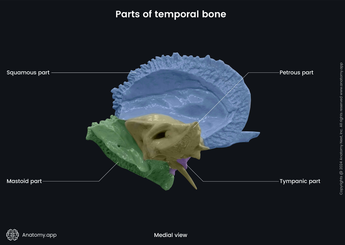 Temporal bone | Anatomy.app