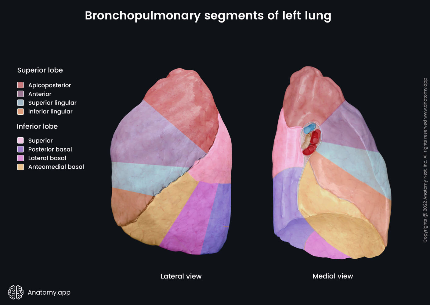 Lungs | Anatomy.app