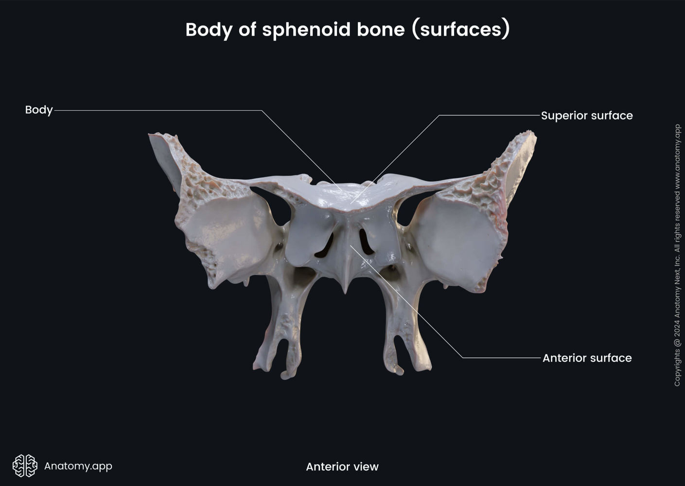 Sphenoid bone | Anatomy.app