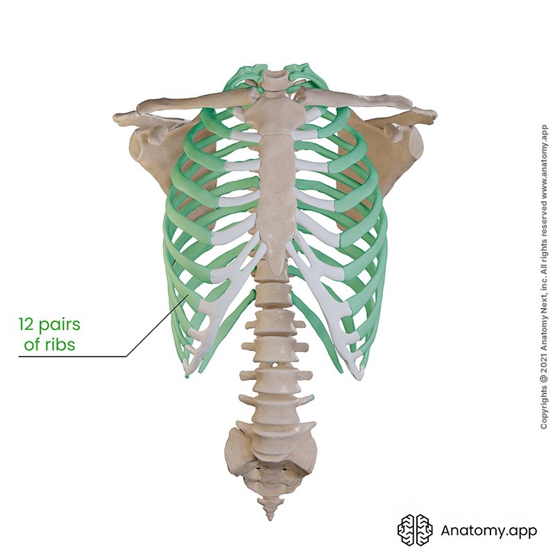 Rib cage | Anatomy.app