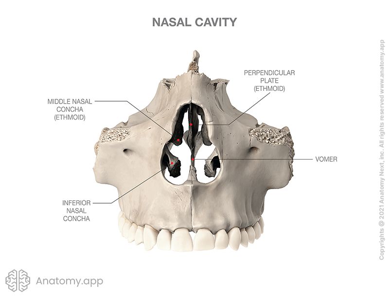 Nasal cavity | Anatomy.app