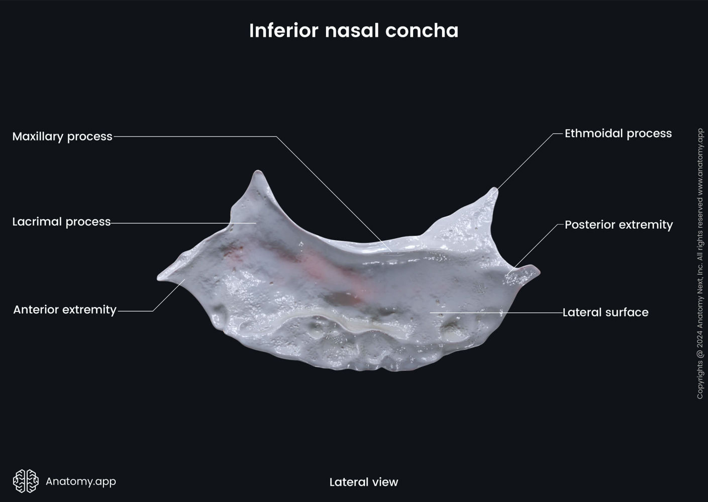 Inferior nasal concha | Anatomy.app