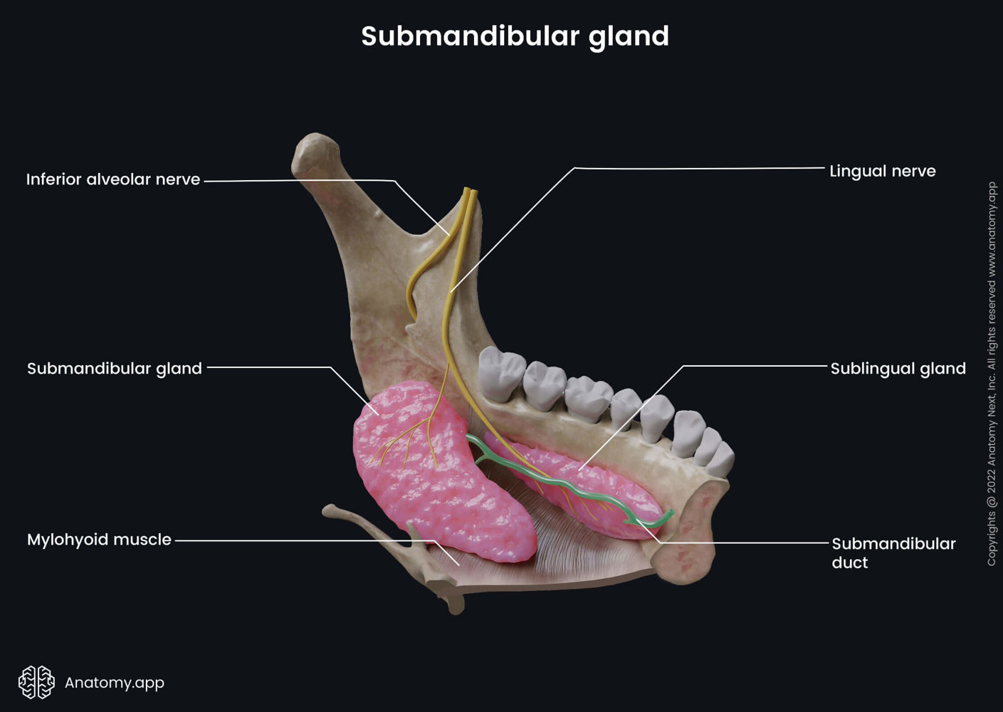 Salivary glands | Anatomy.app
