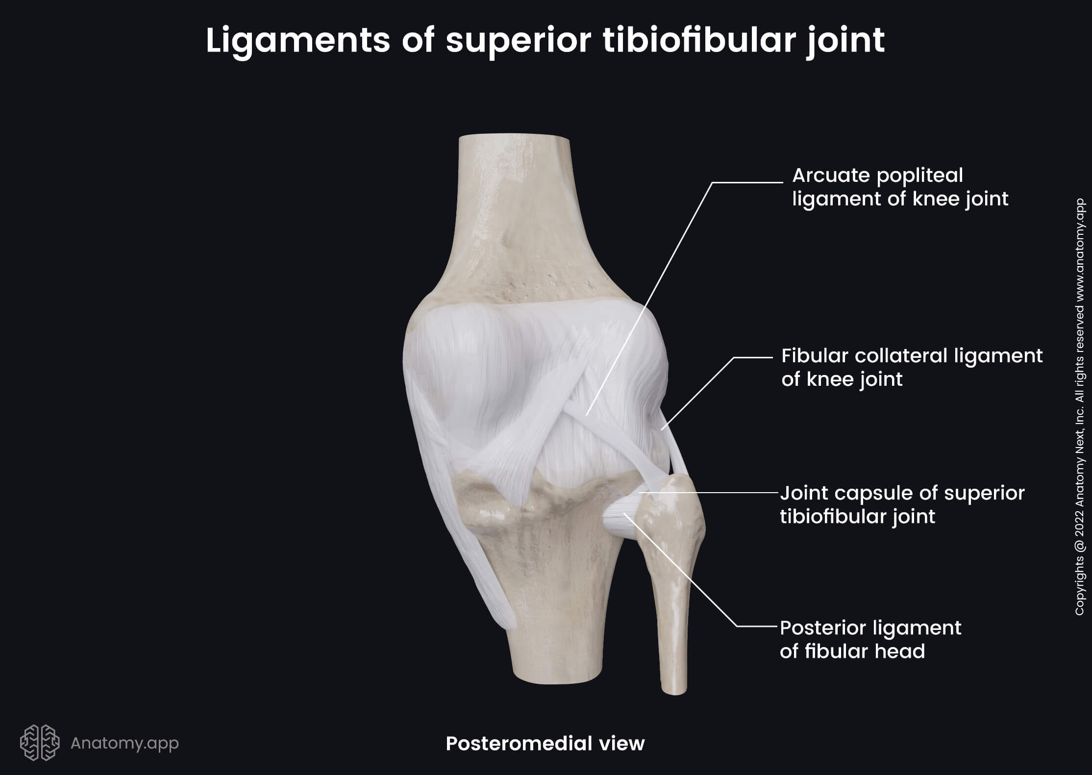 Superior tibiofibular joint | Encyclopedia | Anatomy.app | Learn ...
