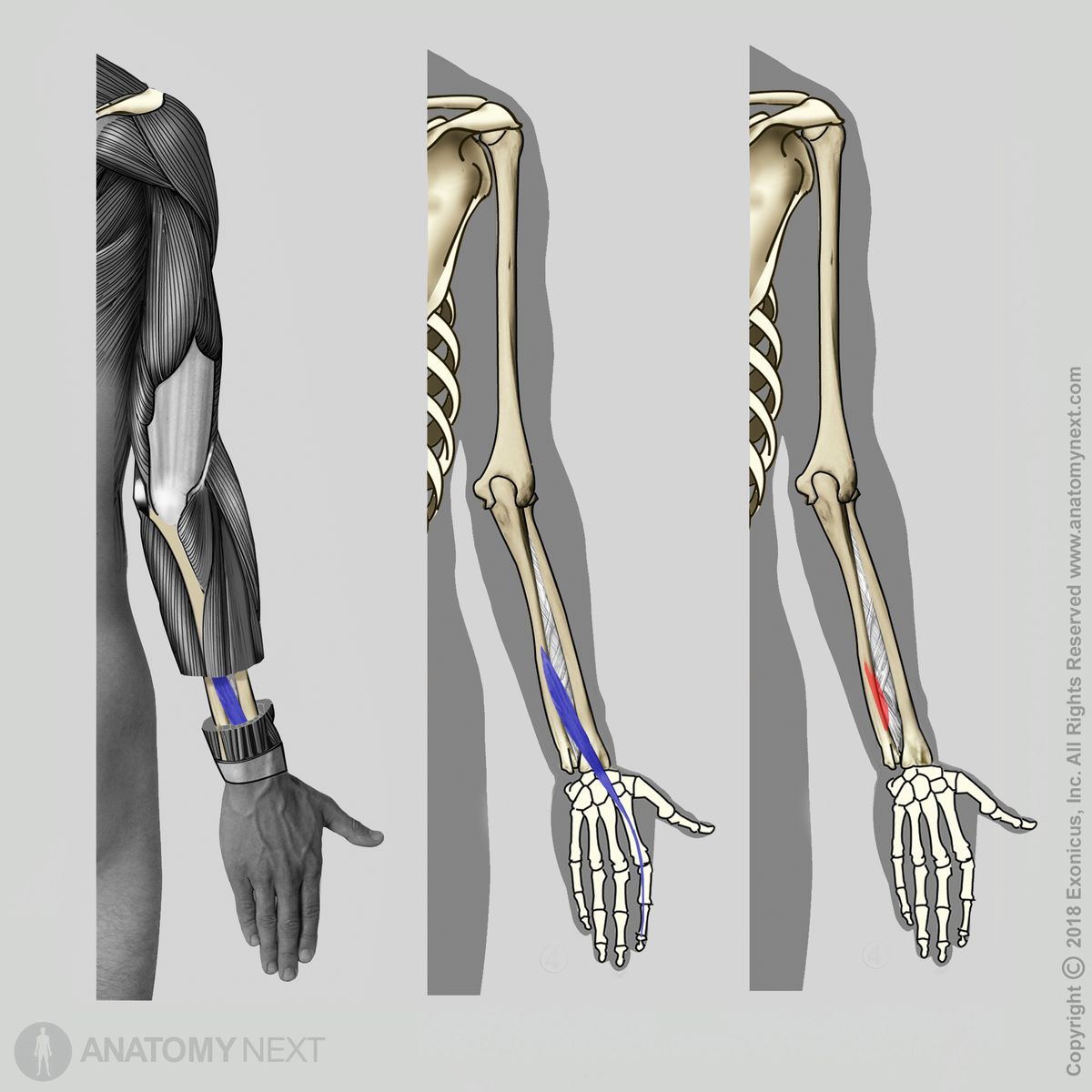 Extensor indicis | Encyclopedia | Anatomy.app | Learn anatomy | 3D ...