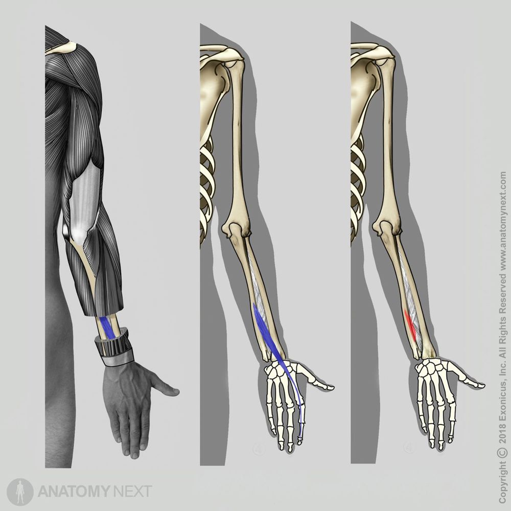 Extensor indicis | Anatomy.app