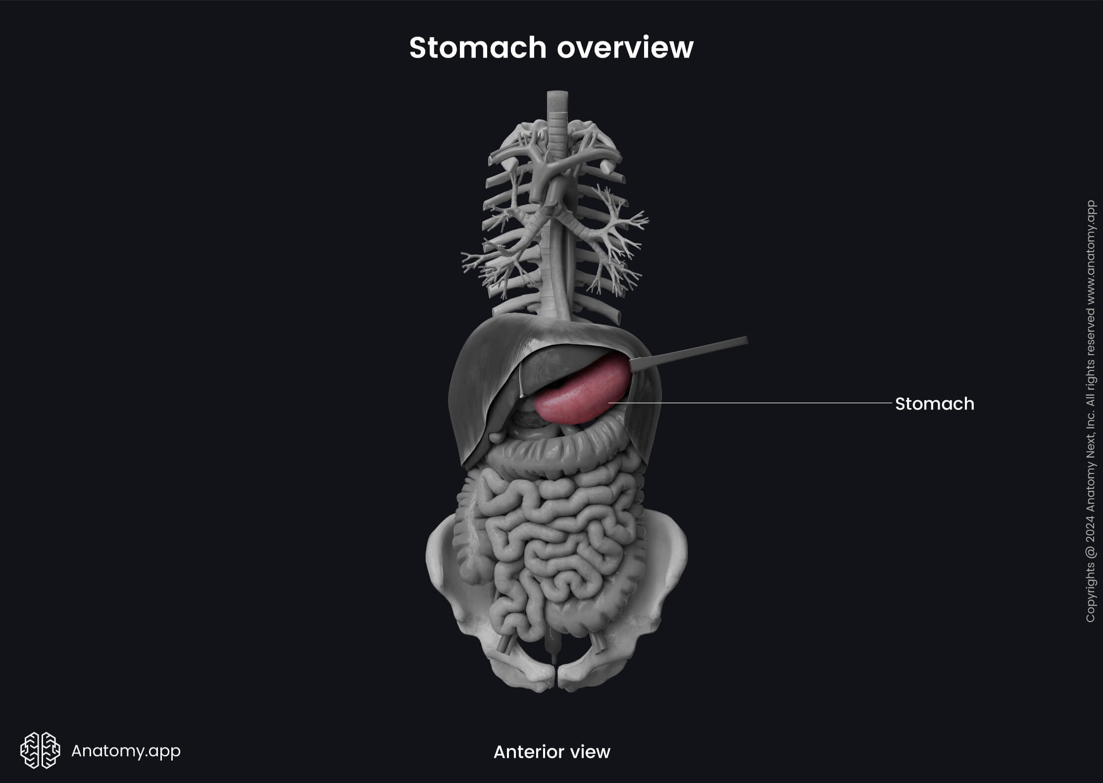 Stomach | Encyclopedia | Anatomy.app | Learn anatomy | 3D models ...