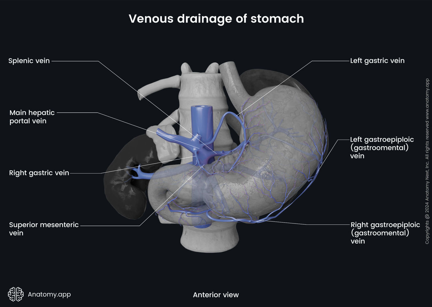 Stomach | Anatomy.app