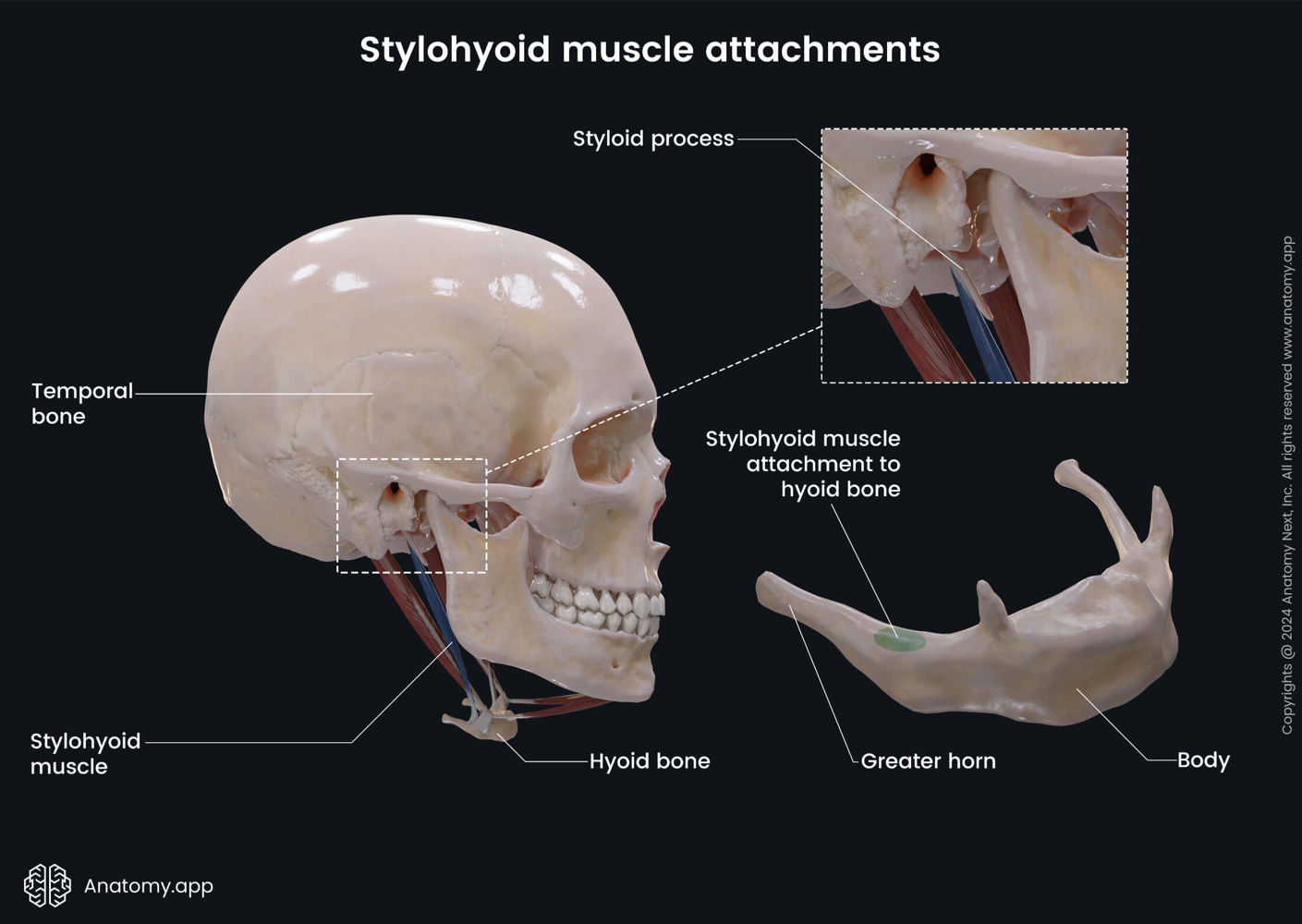 Stylohyoid | Anatomy.app