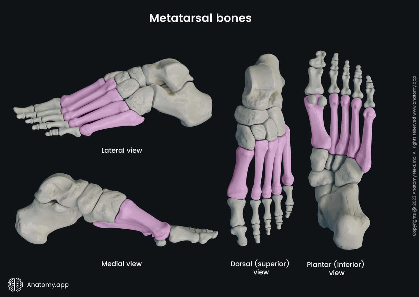 Bones of foot | Anatomy.app