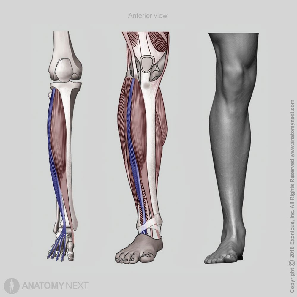 Extensor digitorum longus | Anatomy.app