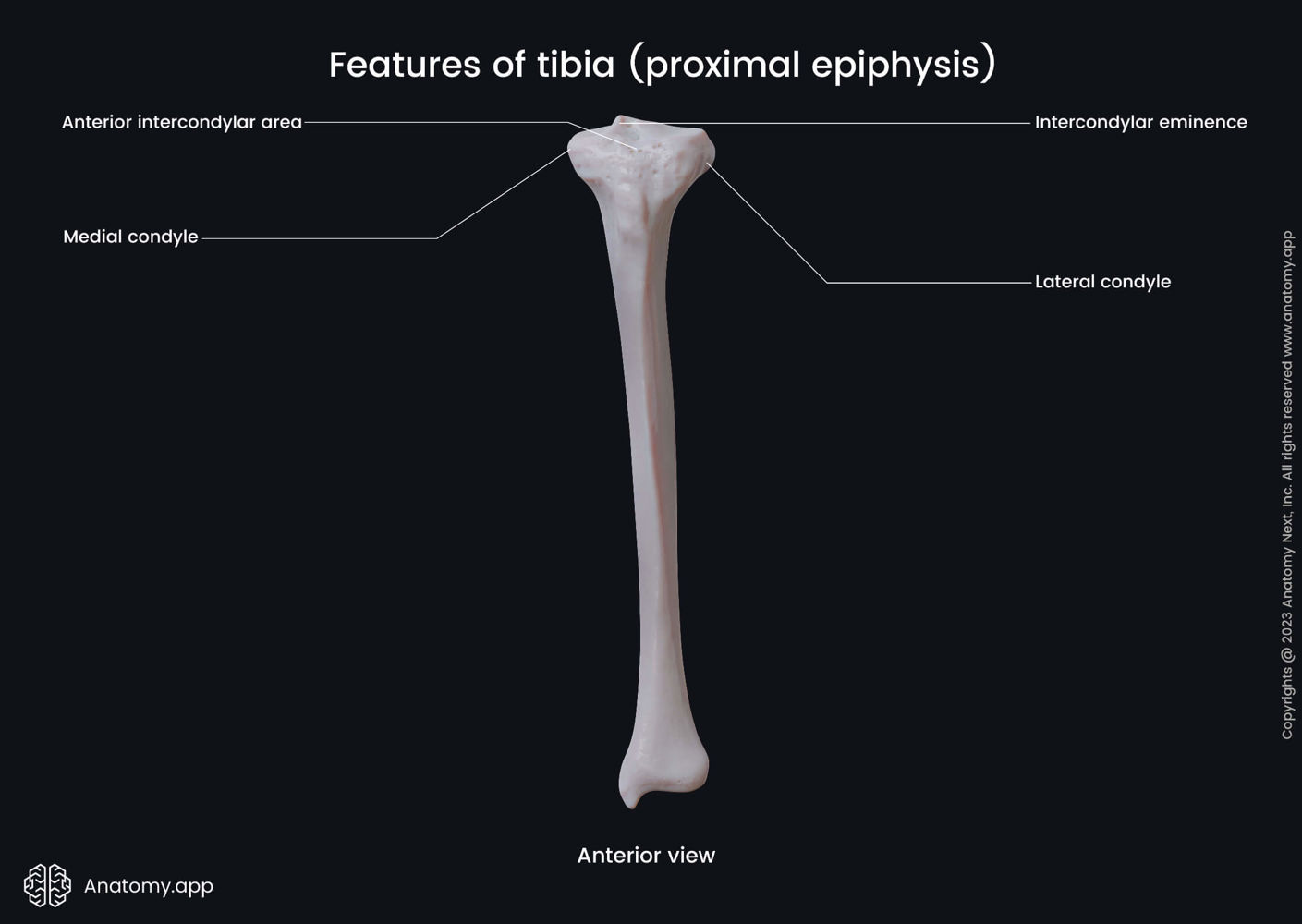 Tibia | Anatomy.app