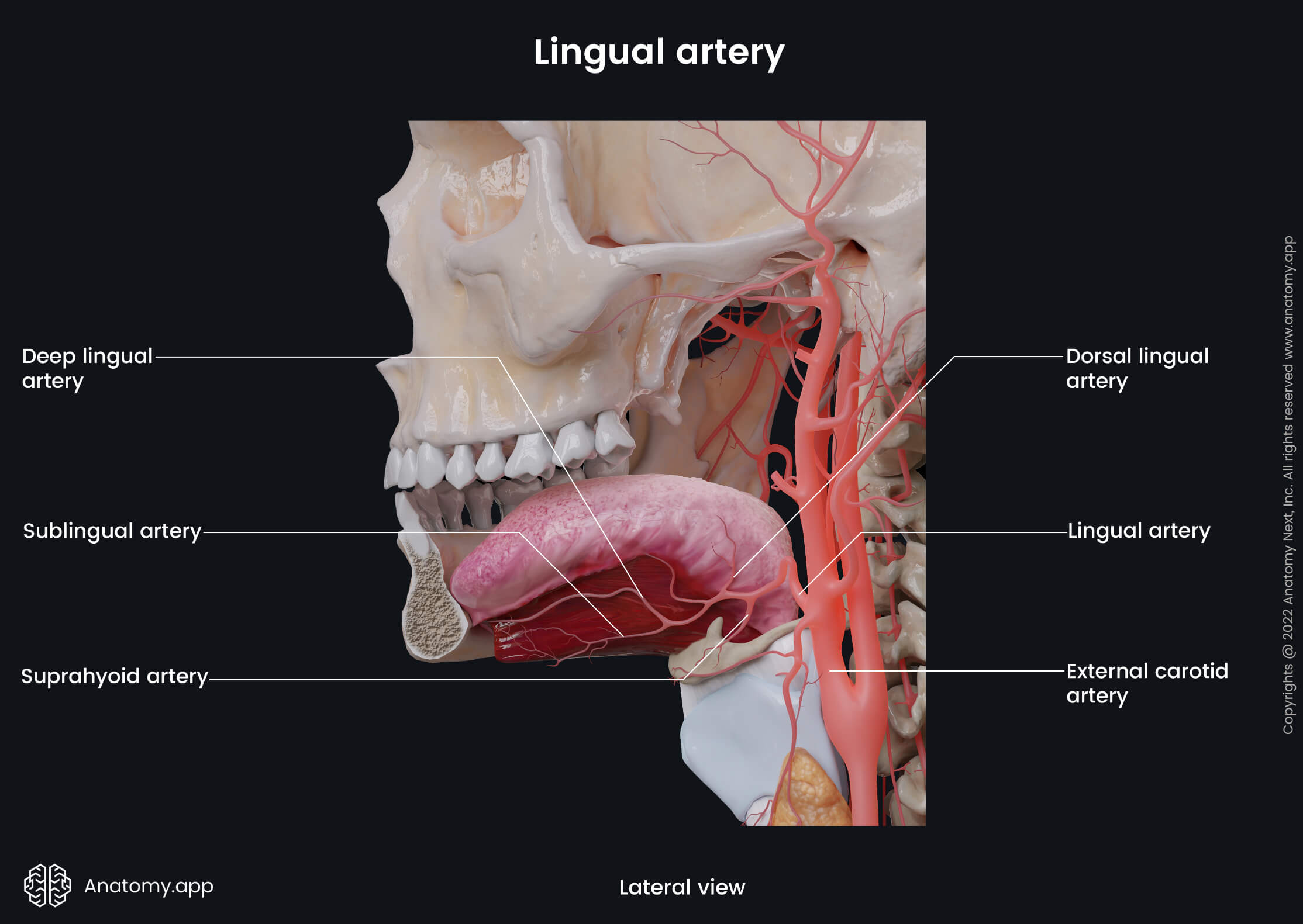 Lingual artery | Encyclopedia | Anatomy.app | Learn anatomy | 3D models ...