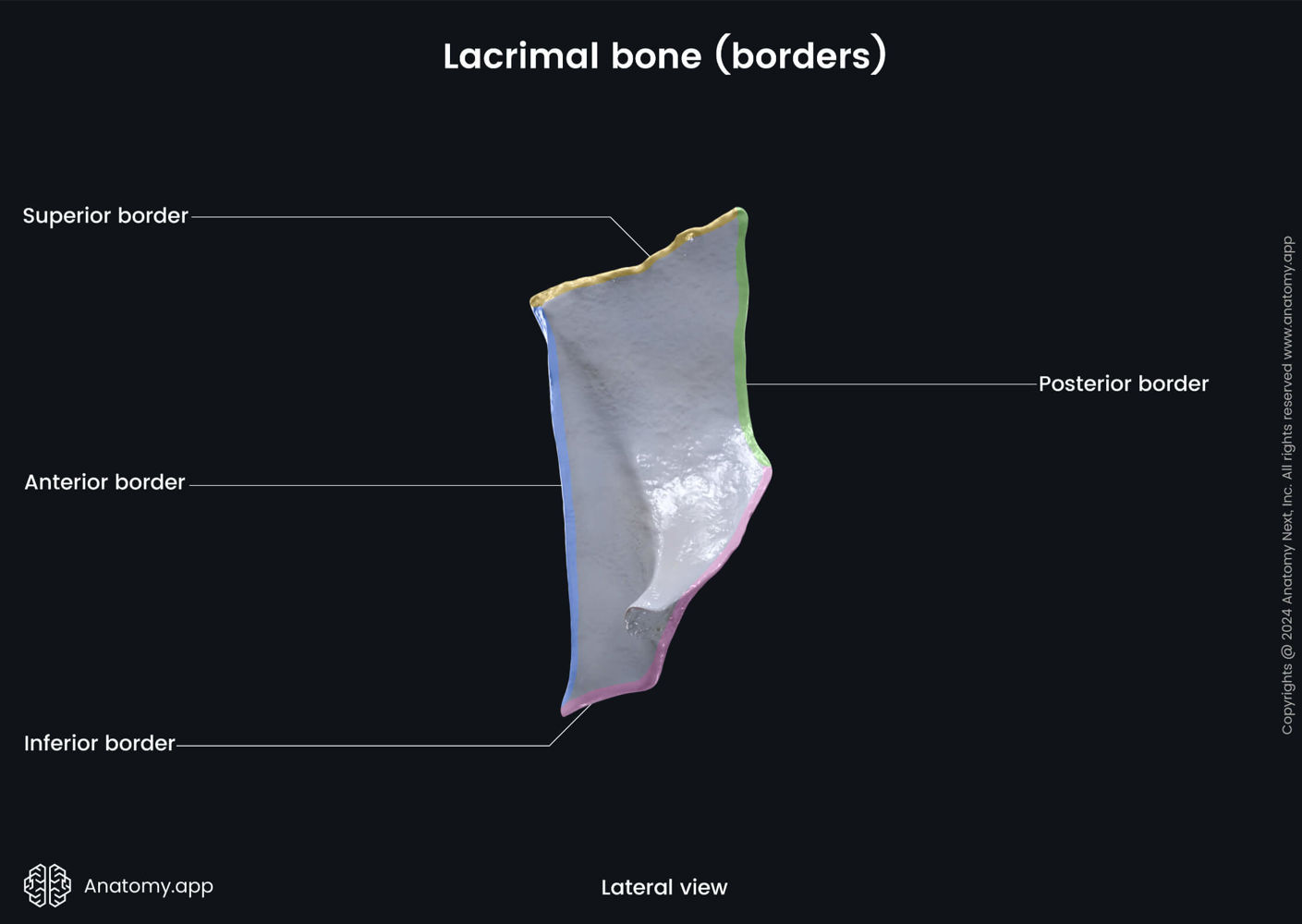 Anterior Lacrimal Crest And Posterior Lacrimal Crest