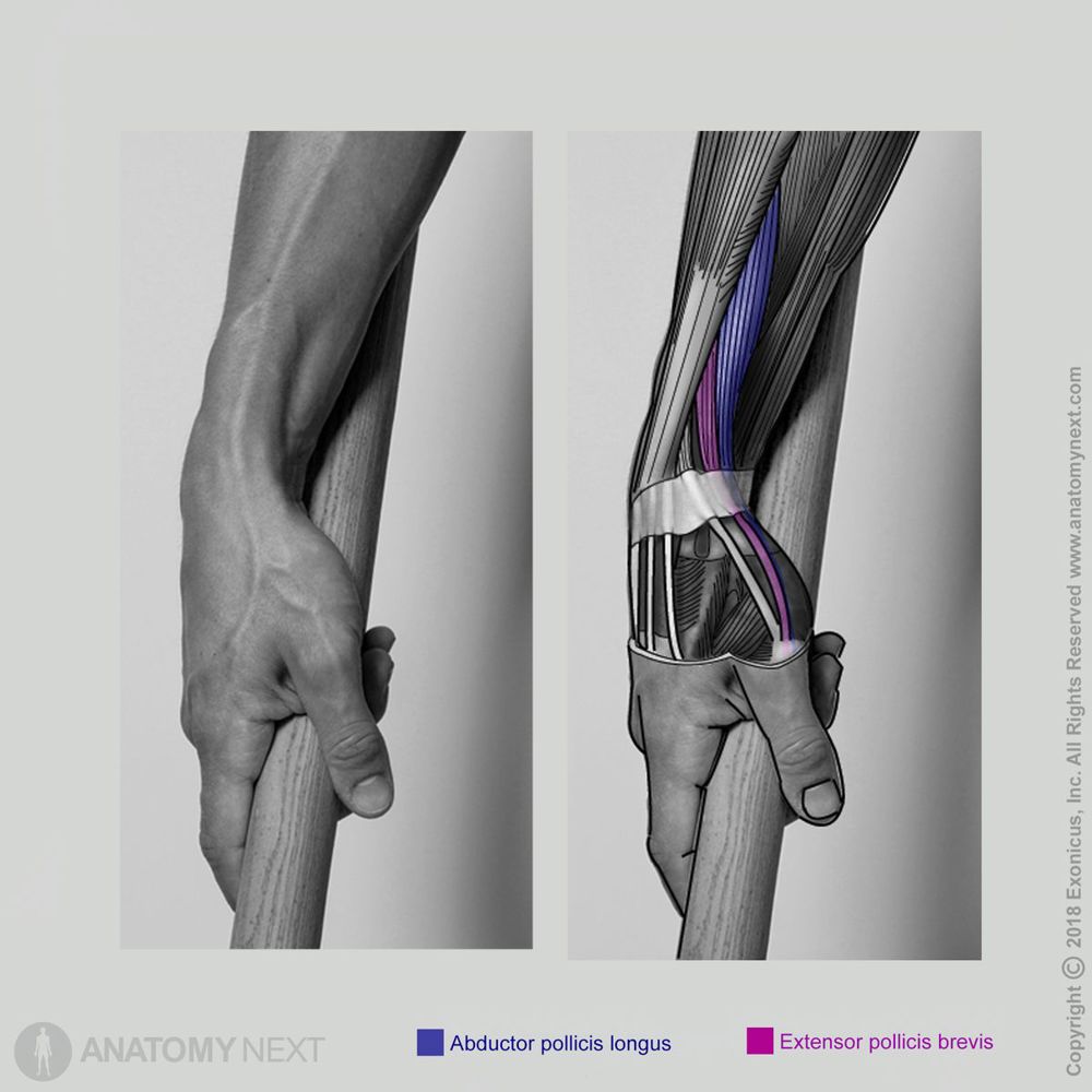 Extensor pollicis brevis | Anatomy.app