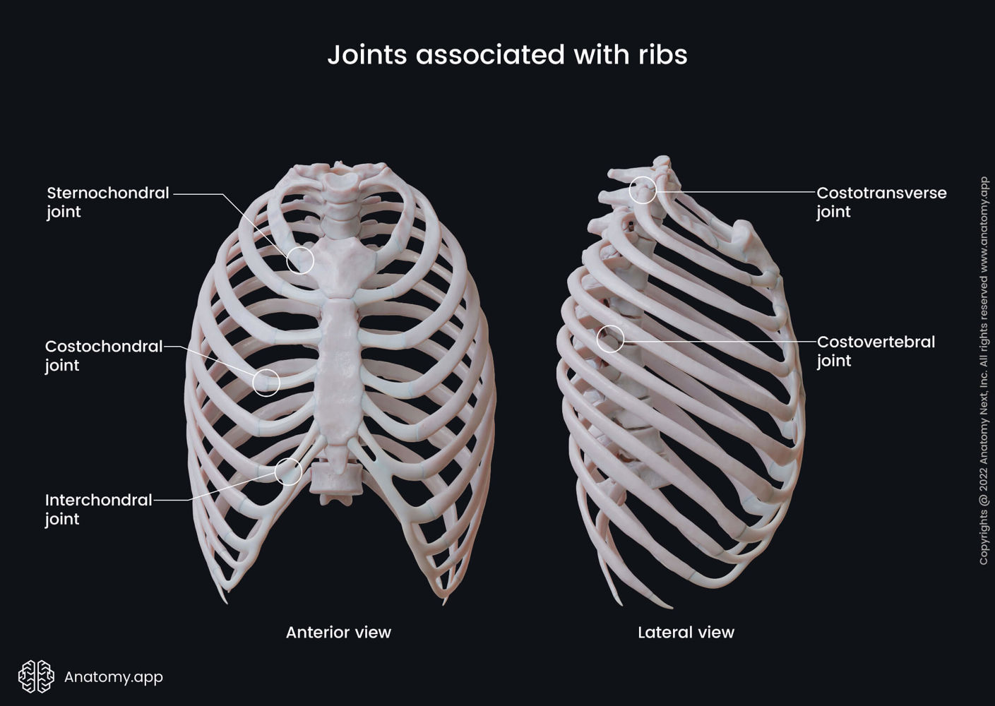 Ribs | Anatomy.app