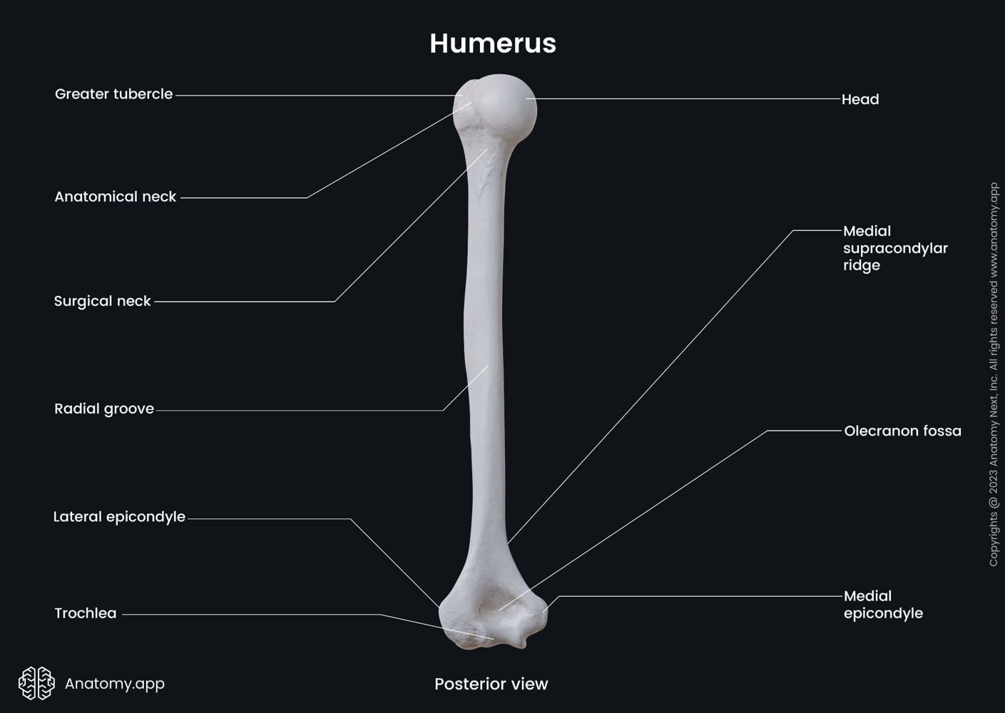 Humerus | Anatomy.app
