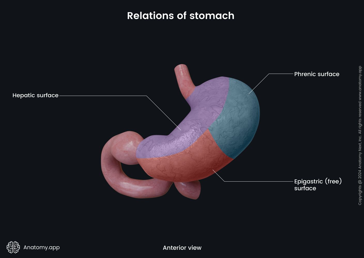 Stomach | Anatomy.app