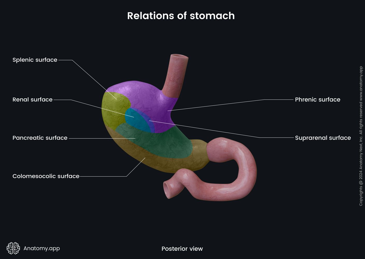 Digestive System Stomach