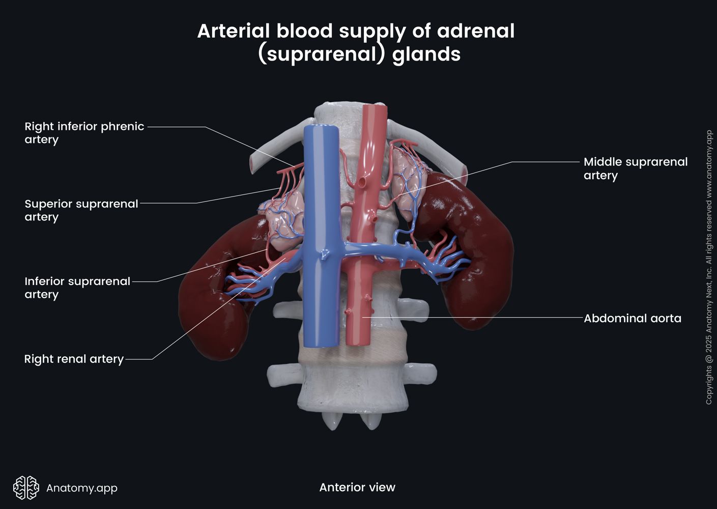 Adrenal Medulla Anatomy