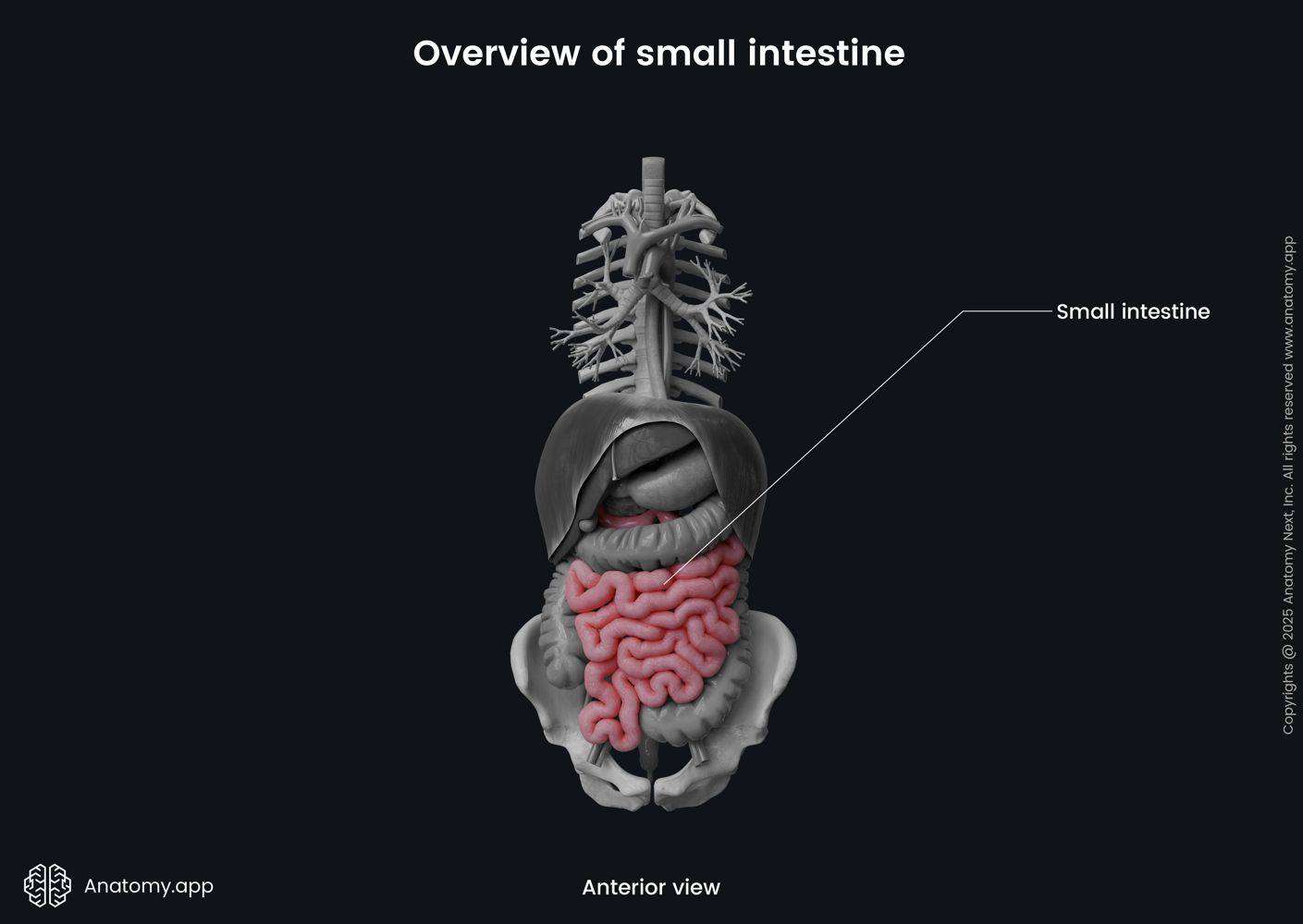 Small intestine | Anatomy.app