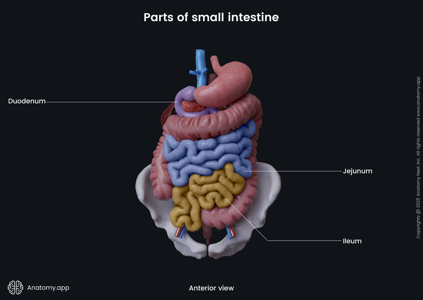 Small intestine | Anatomy.app