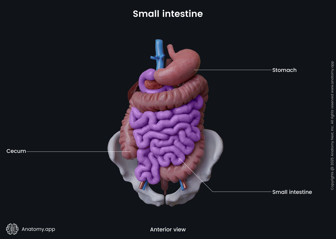 Small intestine | Anatomy.app