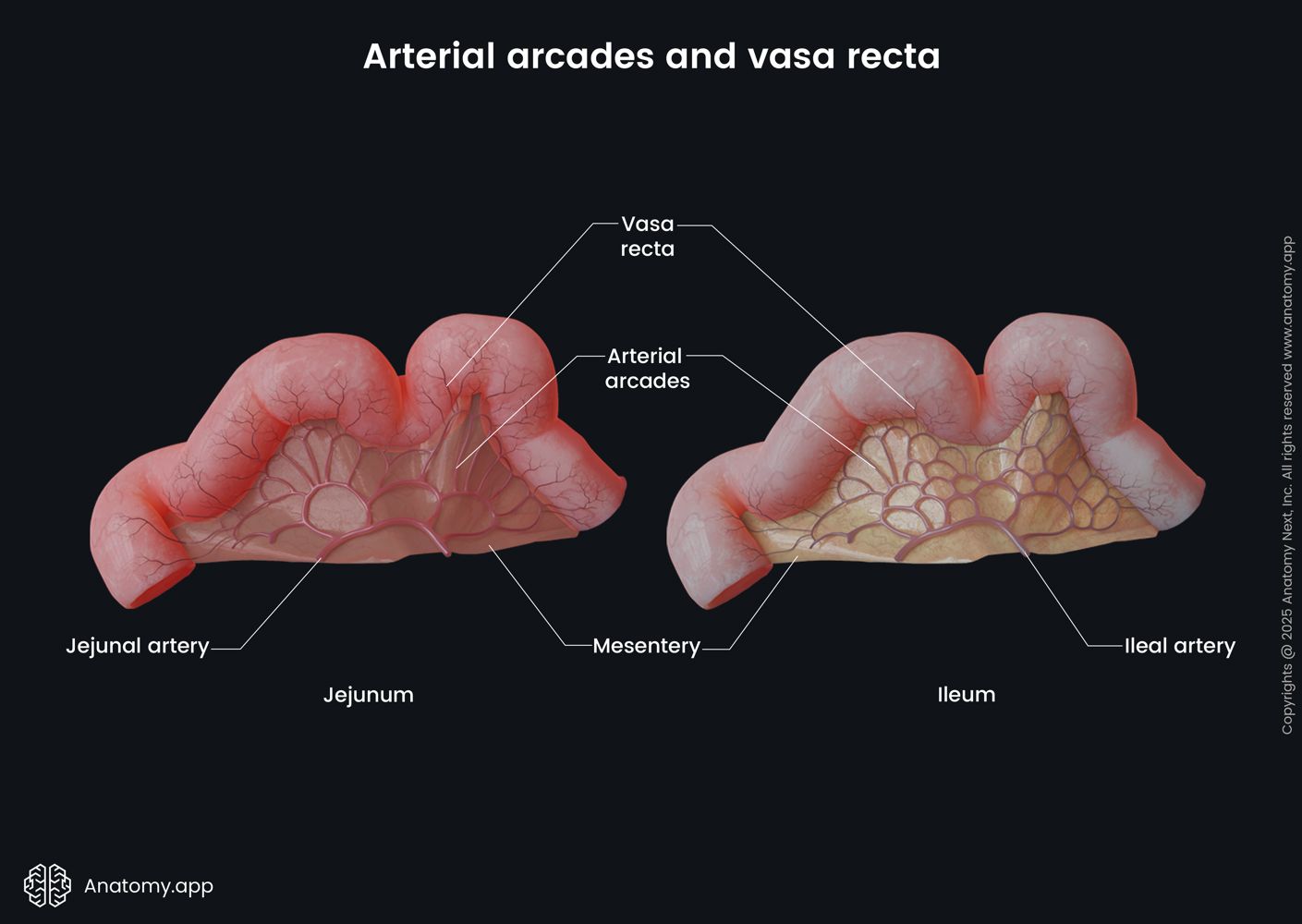 Jejunum and ileum | Anatomy.app