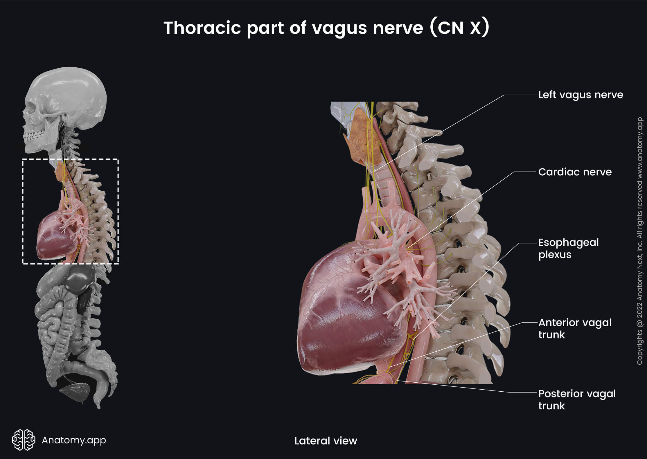 Vagus nerve (CN X) | Encyclopedia | Anatomy.app | Learn anatomy | 3D ...