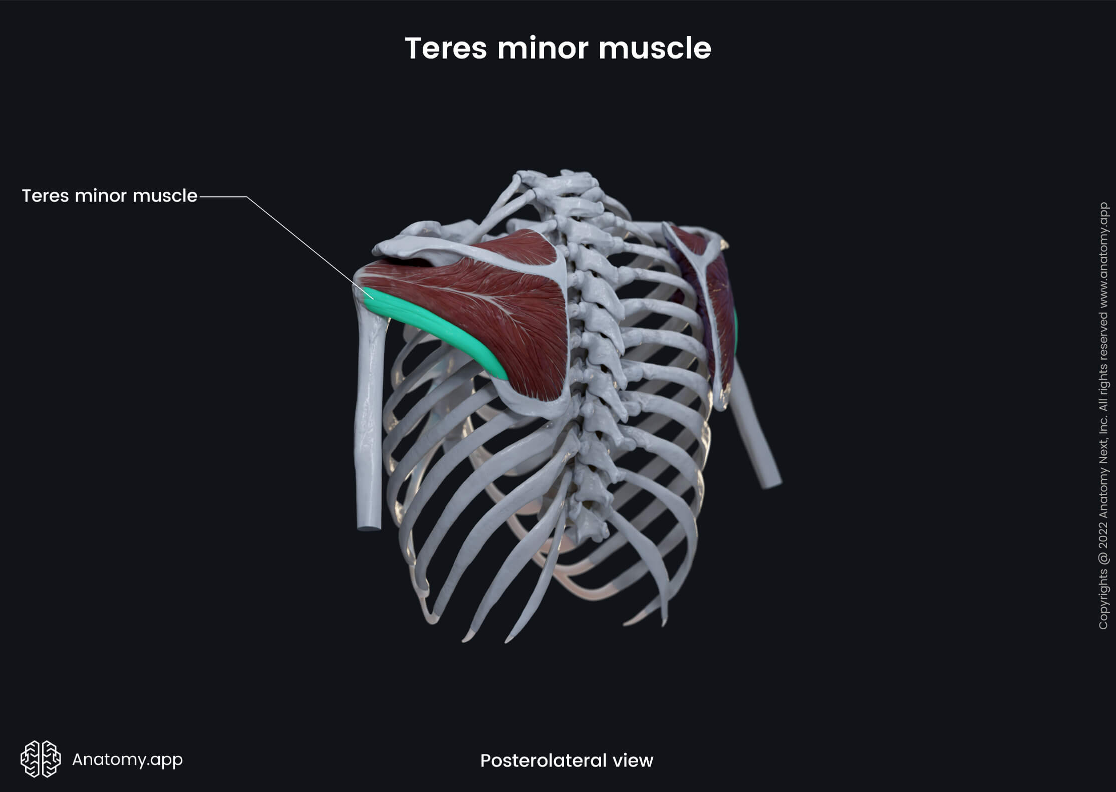 Rotator cuff | Encyclopedia | Anatomy.app | Learn anatomy | 3D models ...