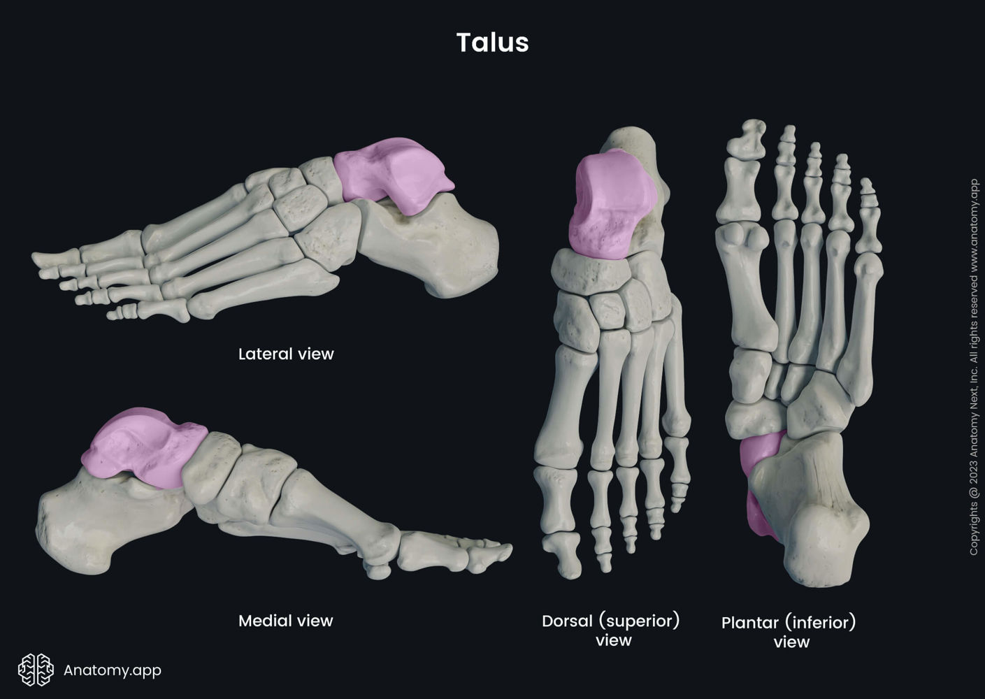 Tarsal bones | Anatomy.app