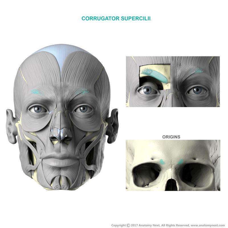 Corrugator supercilii | Anatomy.app