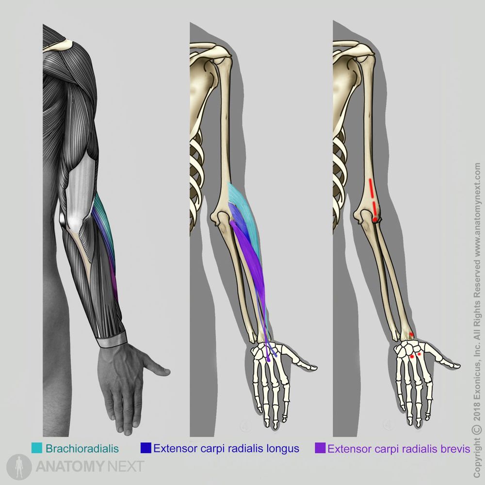 Extensor carpi radialis longus | Anatomy.app