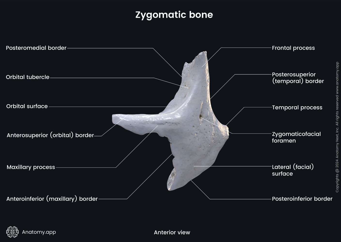 Zygomatic bone | Anatomy.app