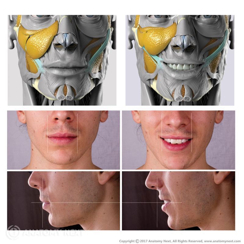 Zygomaticus major | Anatomy.app