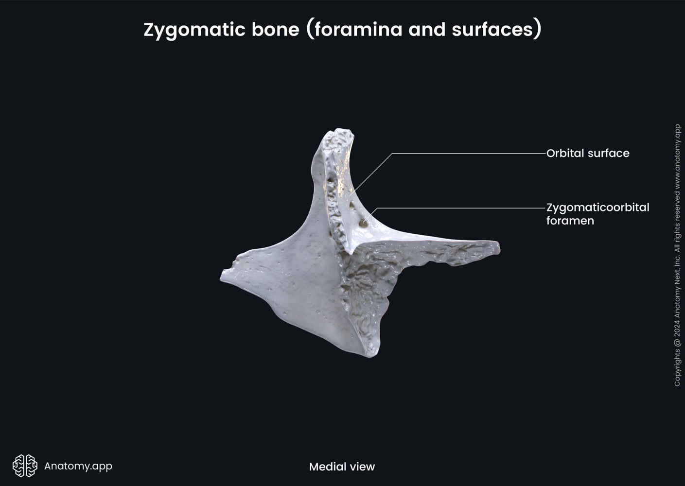 Zygomatic bone | Anatomy.app