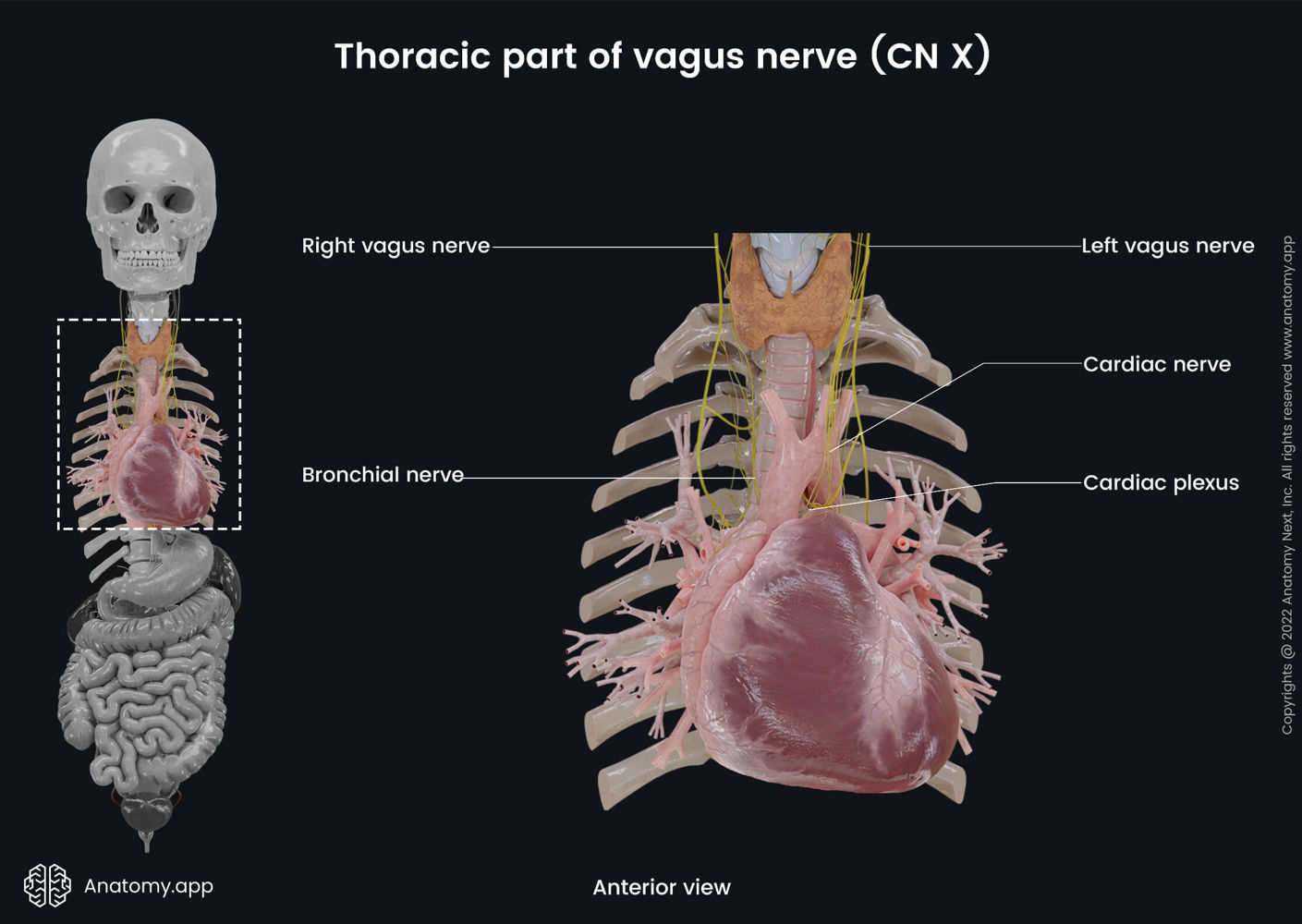 Vagus nerve (CN X) | Anatomy.app