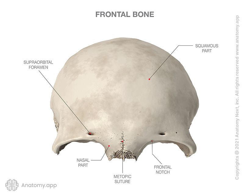 Frontal bone | Anatomy.app