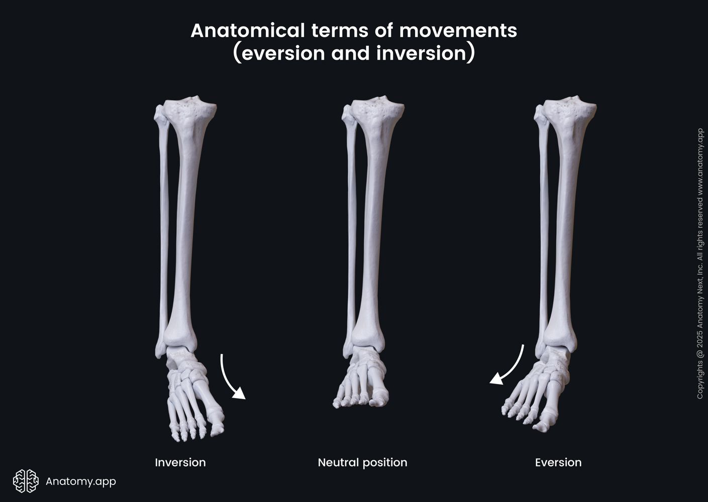 Anatomical terminology | Anatomy.app