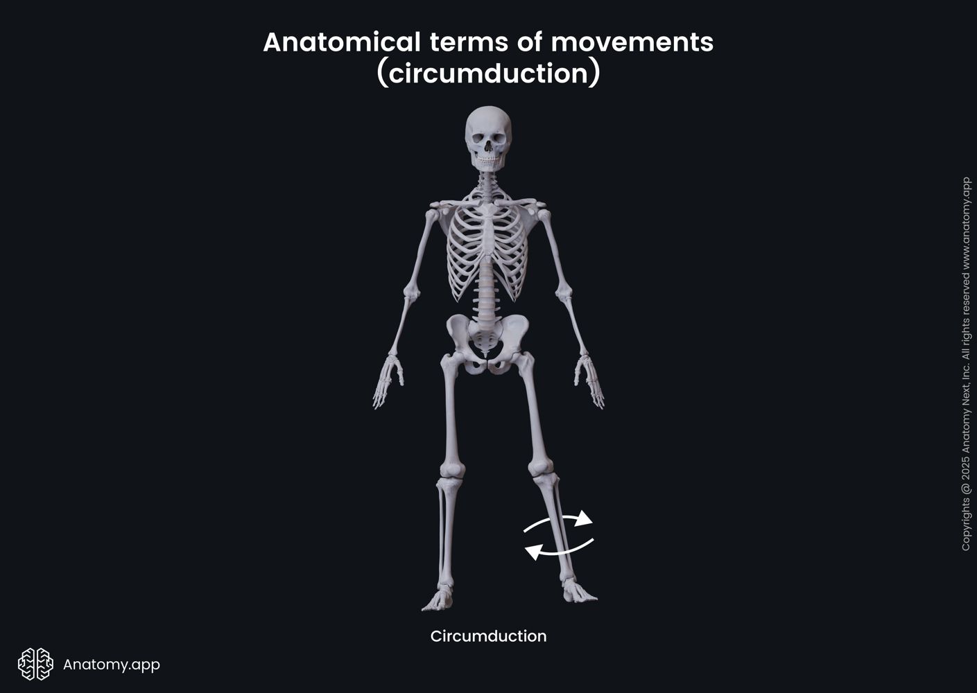 Anatomical terminology | Anatomy.app