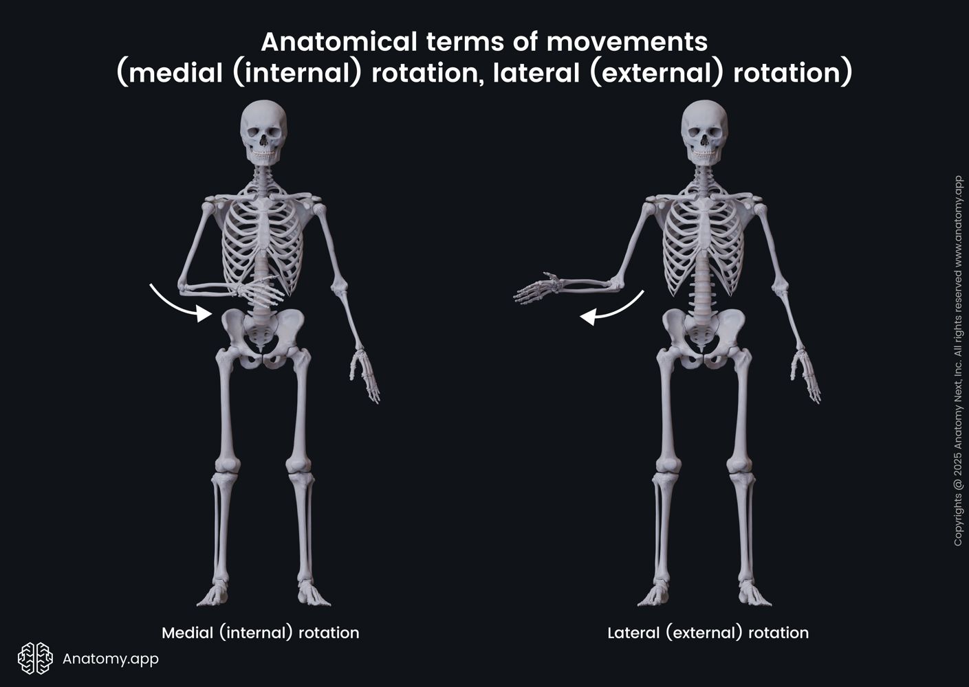Anatomical terminology | Anatomy.app