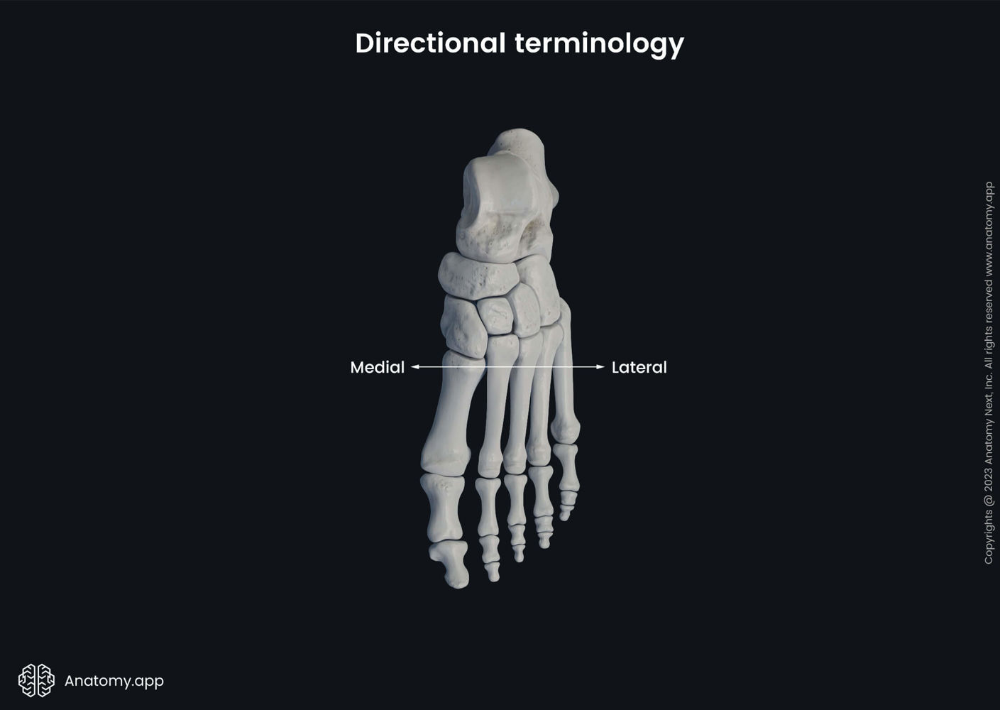 Anatomical terminology | Anatomy.app
