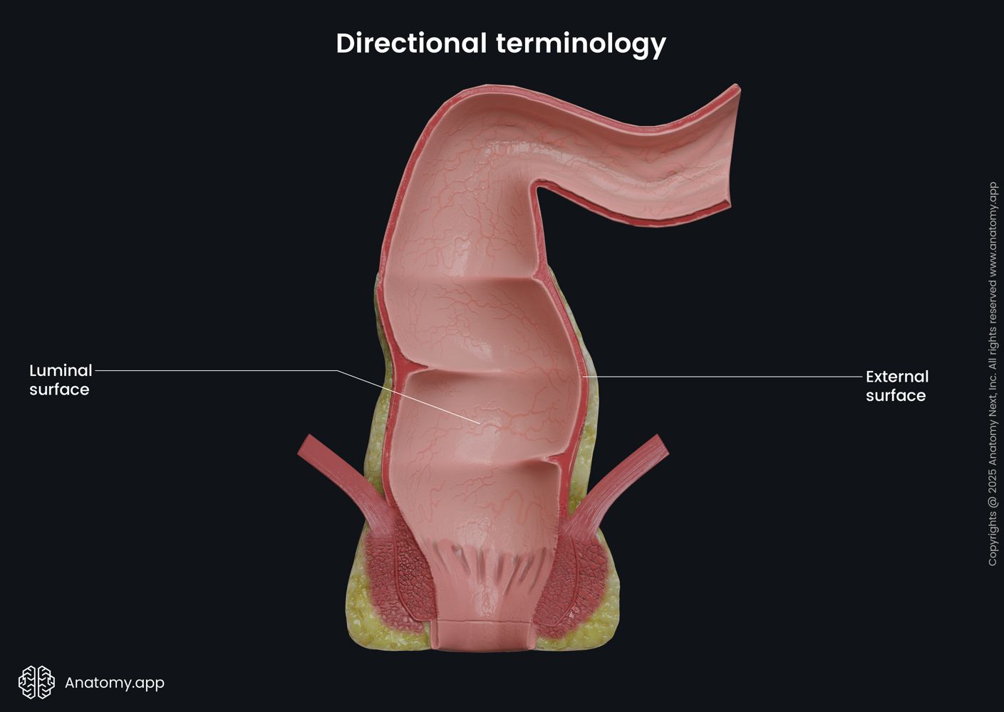 Anatomical terminology | Anatomy.app