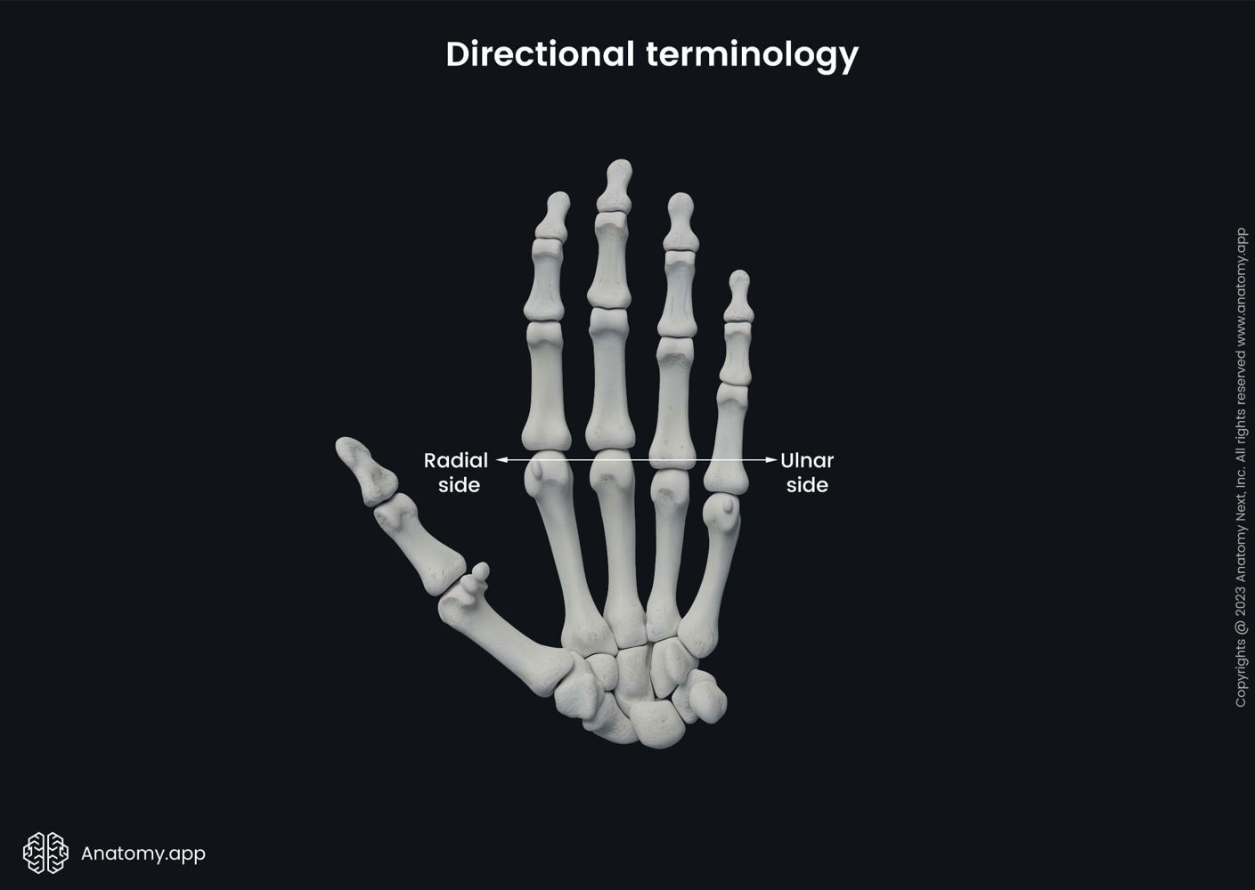 Anatomical terminology | Anatomy.app